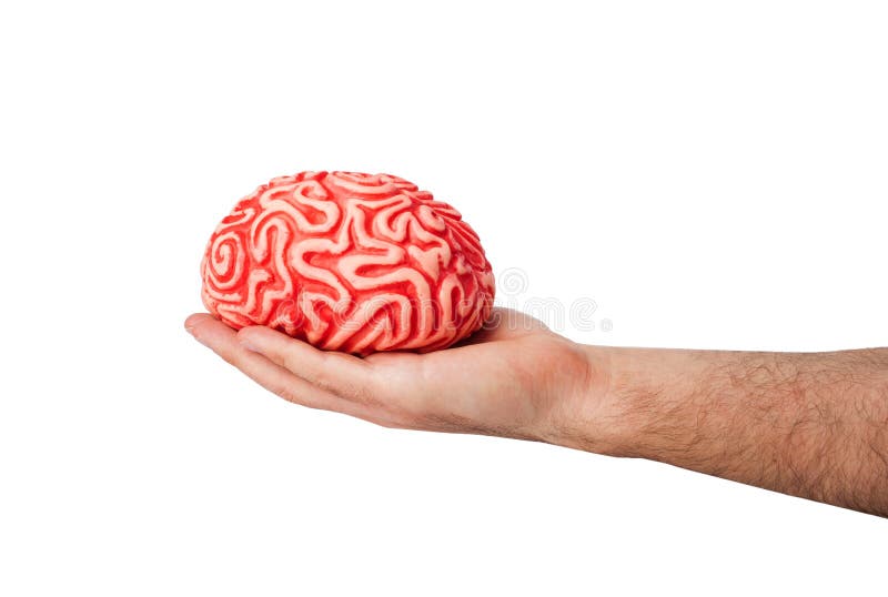 Human Rubber Brain in a Hand Stock Image - Image of neurons, mind: 50396511