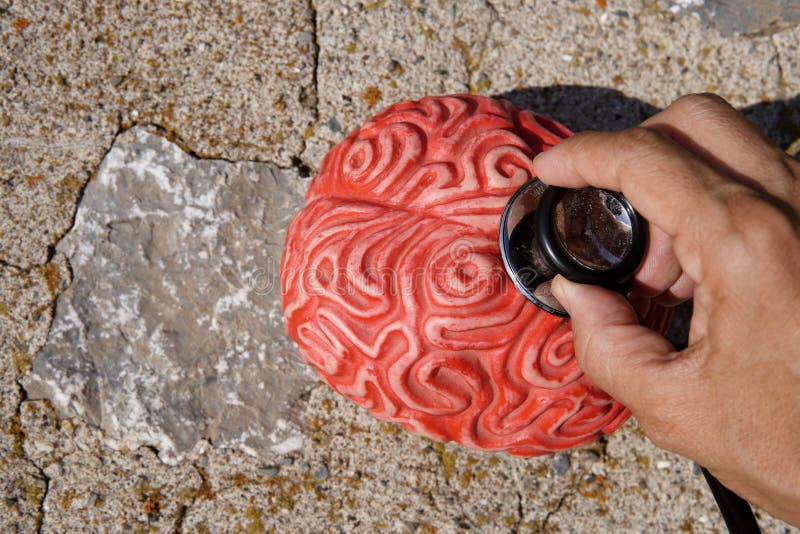 Human Rubber Brain with a Stethoscope in a Stone Stock Image - Image of ...