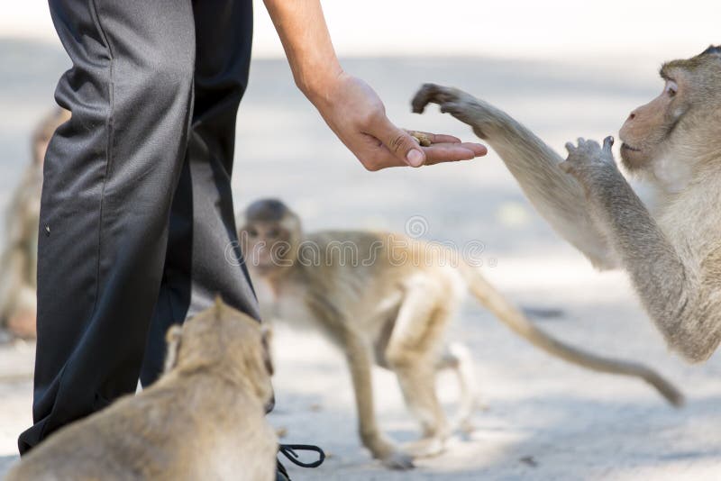 Human s hand feed monkey stock image. Image of feed, hand - 49655907