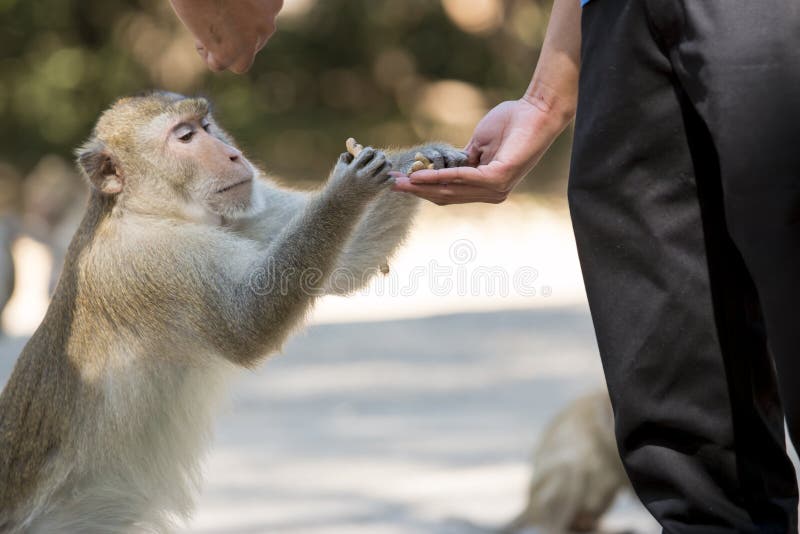 Human s hand feed monkey stock image. Image of habitat - 49655949