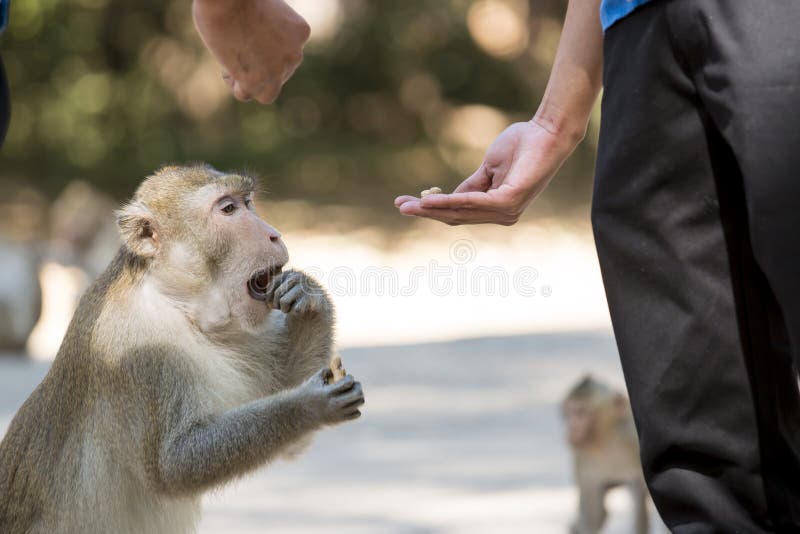 Human s hand feed monkey stock photo. Image of asia, summer - 49655982