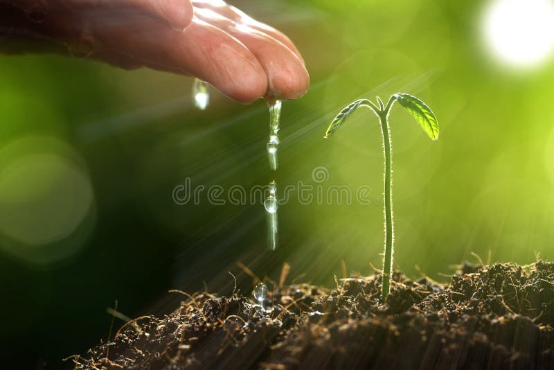 Hand of Human Planting Seeds in Soil Stock Image - Image of botany ...