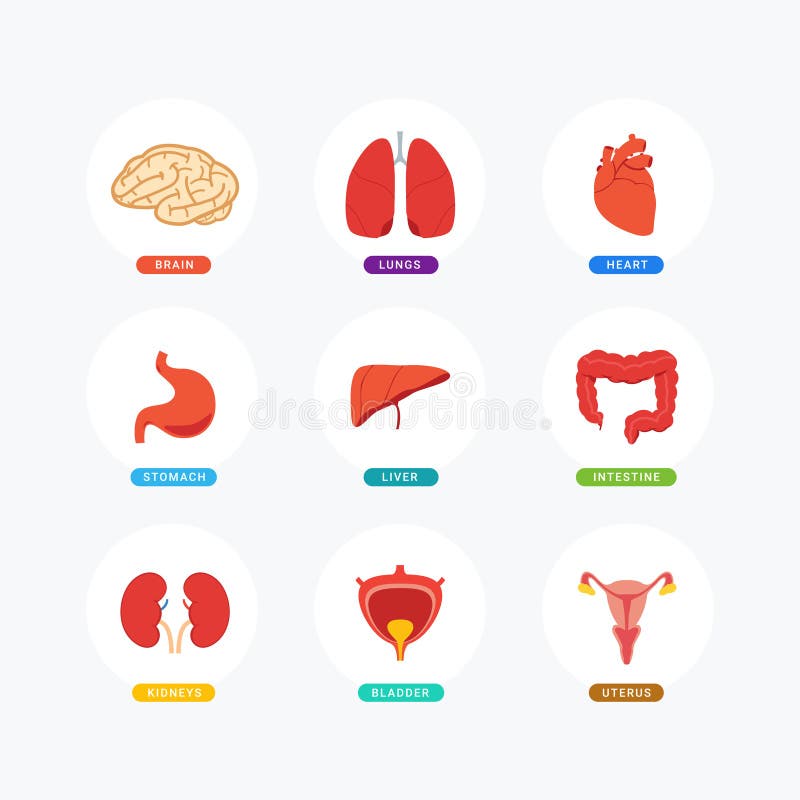 Human`s Internal Organ Set. Colorful Version Stock Illustration ...