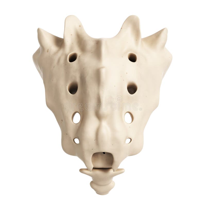 Human sacrum stock illustration. Illustration of bone - 30724647