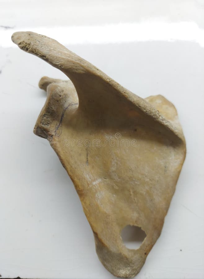 Human Scapular Bone Stock Photos - Free & Royalty-Free Stock Photos ...