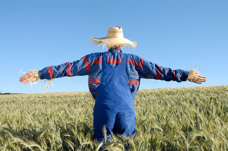 Human scarecrow stock photo. Image of summer, straw, grainfield - 284030