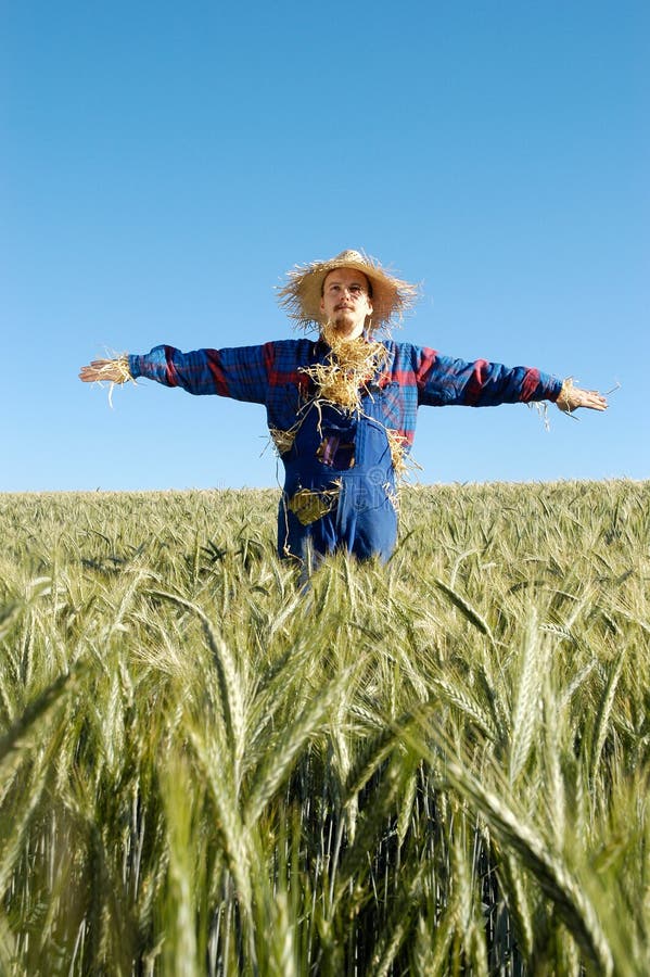 Human scarecrow stock photo. Image of blue, crow, grain - 285070