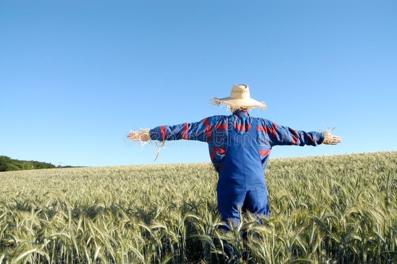 Human scarecrow stock image. Image of drive, crow, field - 285069