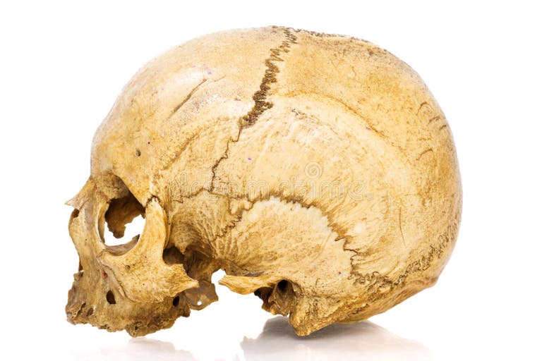 Human Scull stock photo. Image of death, monster, mischief - 13634368