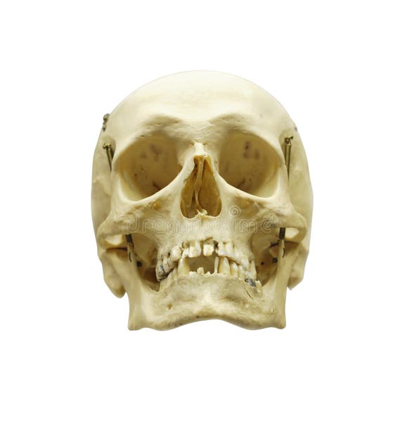 Human scull stock photo. Image of human, bone, horror - 9938120