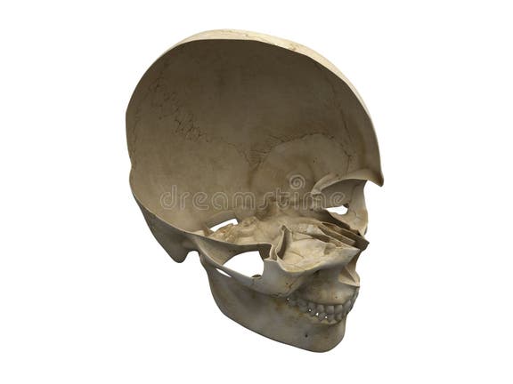 Human Scull Diagonal Section Stock Illustration - Illustration of ...