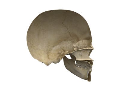 Human Scull Vertical Section Side View Stock Illustration ...