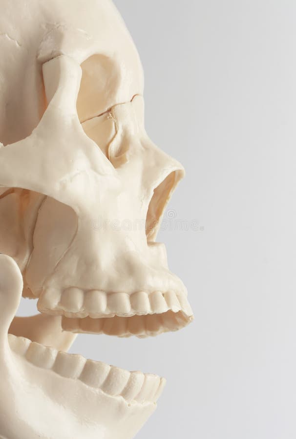 Human Scull View from One Side on White Background Stock Photo - Image ...