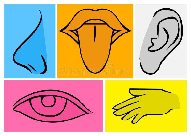 Human Senses stock illustration. Illustration of single - 39181975