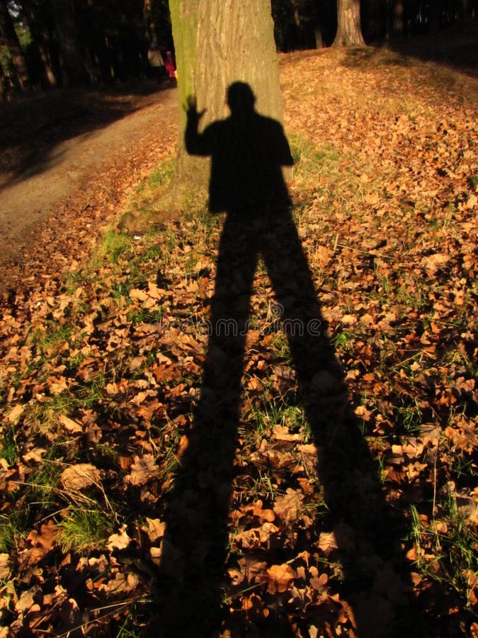 Human shadow on a tree stock image. Image of golden - 252499239