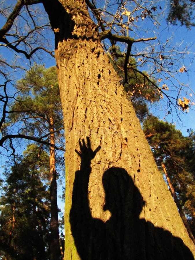 Human shadow on a tree stock image. Image of tree, alley - 252499279