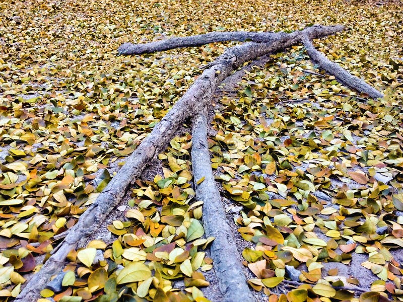 Human-Shape Tree Root stock photo. Image of background - 79430432