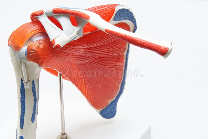 Human Shoulder Model in Medical Office Stock Photo - Image of strength ...