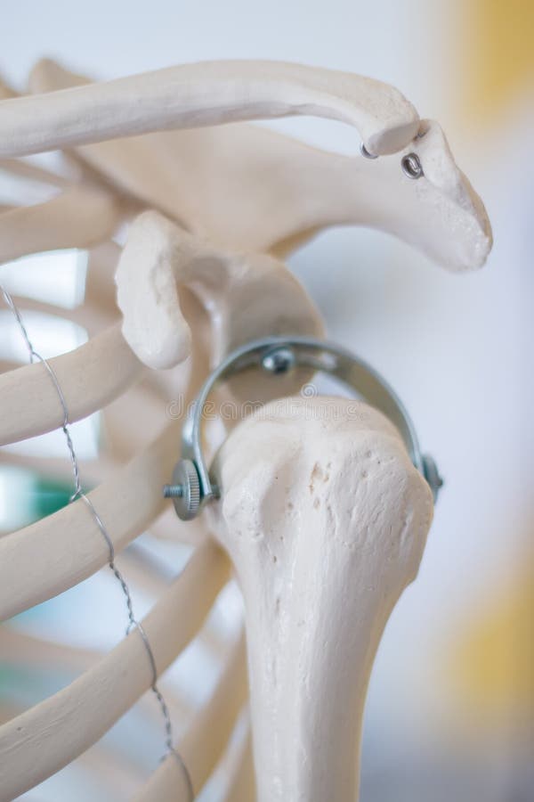 Model shoulder joint stock image. Image of shoulder, biology - 8352485