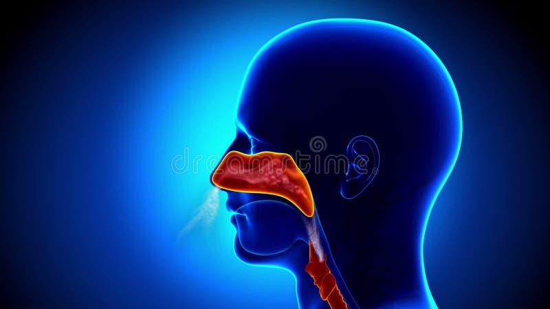 Human Sinuses Anatomy - Flu - Full Nose Stock Video - Video of ...