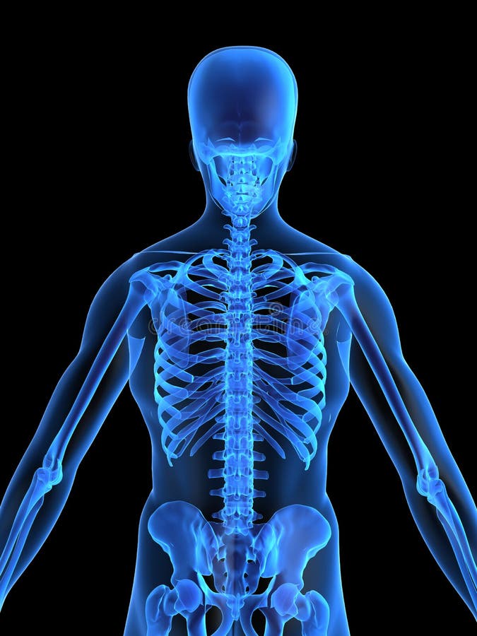 Human skeletal back stock illustration. Illustration of health - 2463415