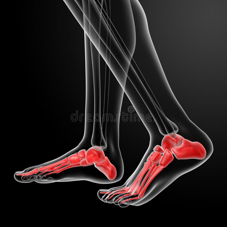 Skeletal Feet Side Stock Illustrations – 39 Skeletal Feet Side Stock ...