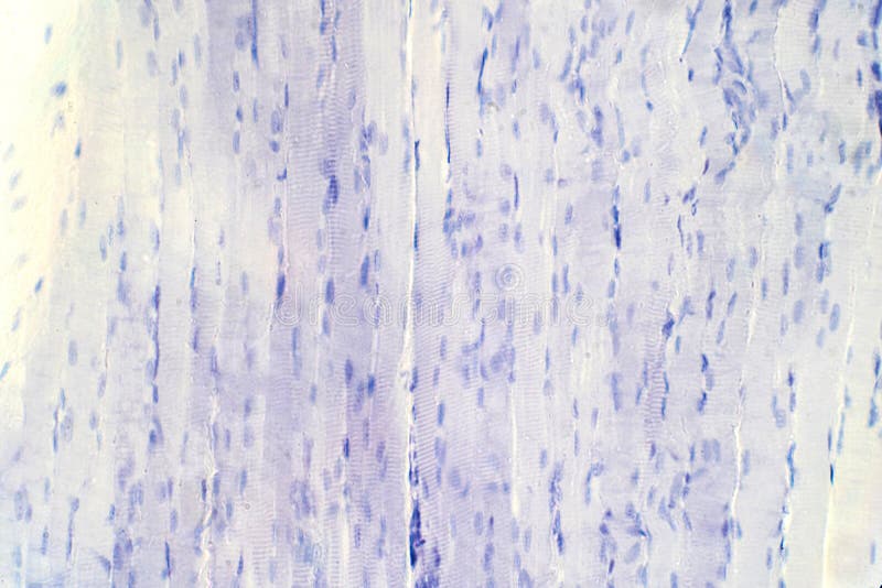 Human Skeletal Muscle Tissue Under Microscope View for Education ...