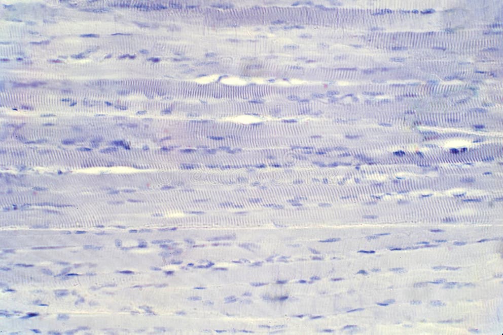 Human Skeletal Muscle Tissue Under Microscope View for Education ...