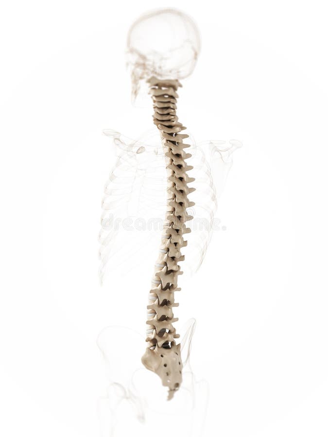 Human skeletal spine stock illustration. Illustration of bone - 30726589