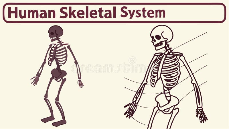 Human Skeletal System Anatomy and Bones Graphic Design Artwork ...