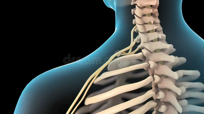 The Cervical Nerves are the Spinal Nerves from the Cervical Vertebrae ...