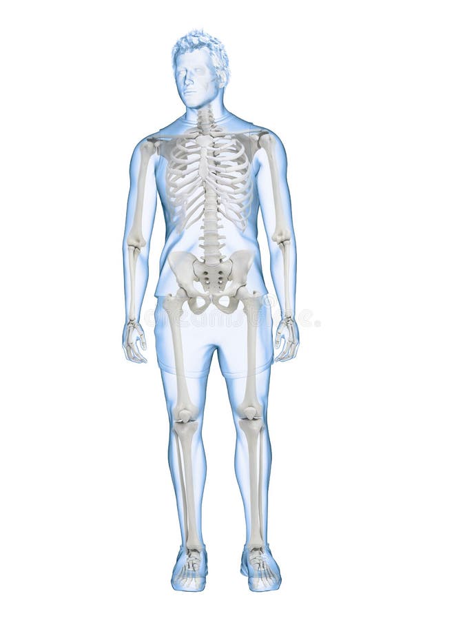 The human skeletal system stock illustration. Illustration of artwork ...