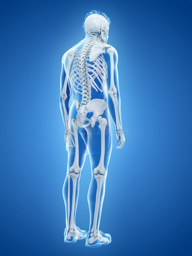 The human skeletal system stock illustration. Illustration of biology ...