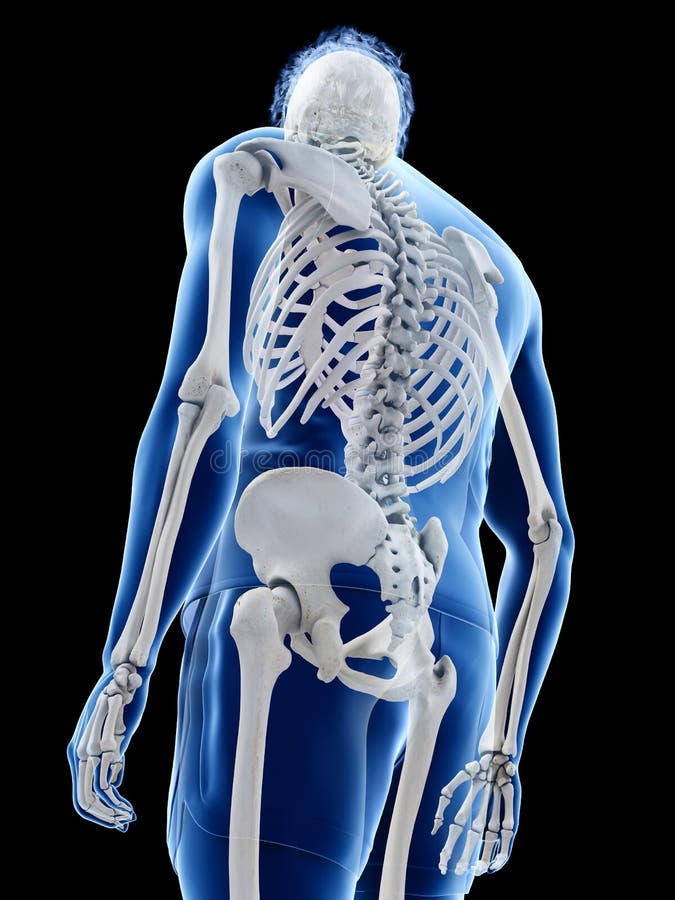 The human skeletal system stock illustration. Illustration of blue ...