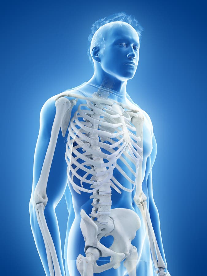 The human skeletal system stock illustration. Illustration of internal ...