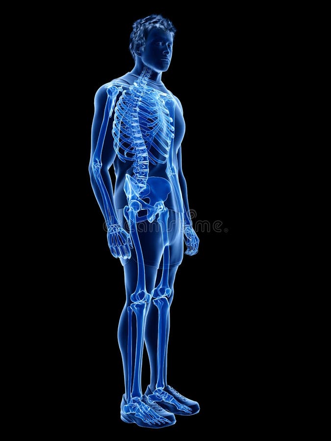The human skeletal system stock illustration. Illustration of health ...