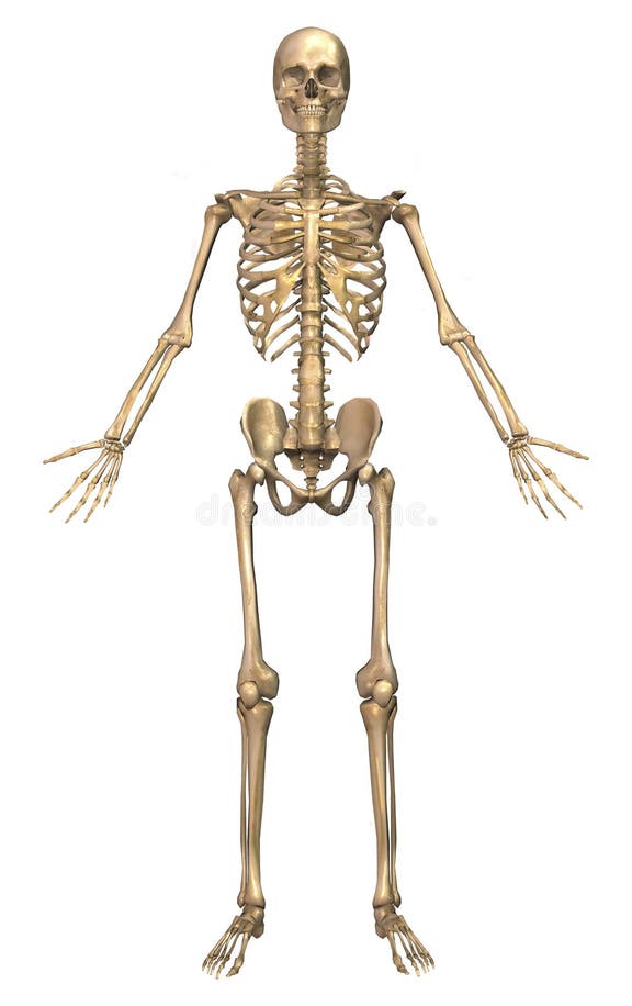 Human Skeletal System, Front View. Stock Illustration - Illustration of ...