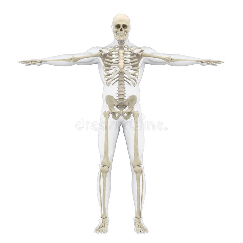 Human Skeletal System Illustration Stock Illustration - Illustration of ...