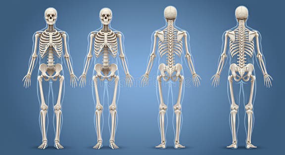 Human Skeletal Systems Visualized To Showcase the Bodily Framework ...