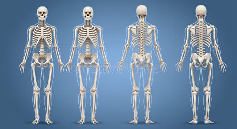Human Skeletal Systems Visualized To Showcase the Bodily Framework ...