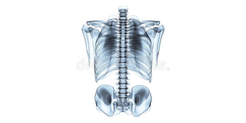 Human Skeletal Torso Including Ribcage and Spine Isolated on ...