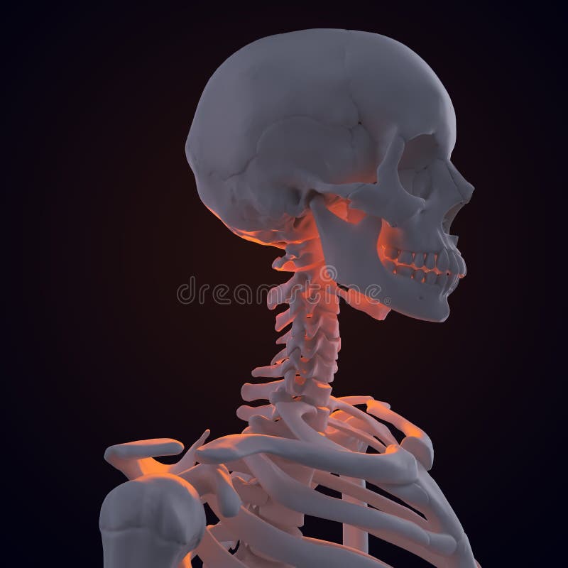 Skeleton Medical Illustration Stock Illustration - Illustration of ...