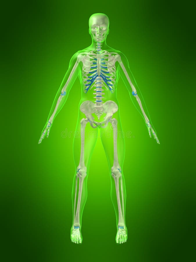 Human skeleton stock illustration. Illustration of biological - 2512560