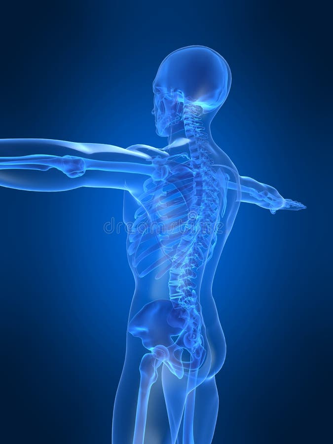 Human Skeleton Anatomy Angled Rear View Stock Illustration ...
