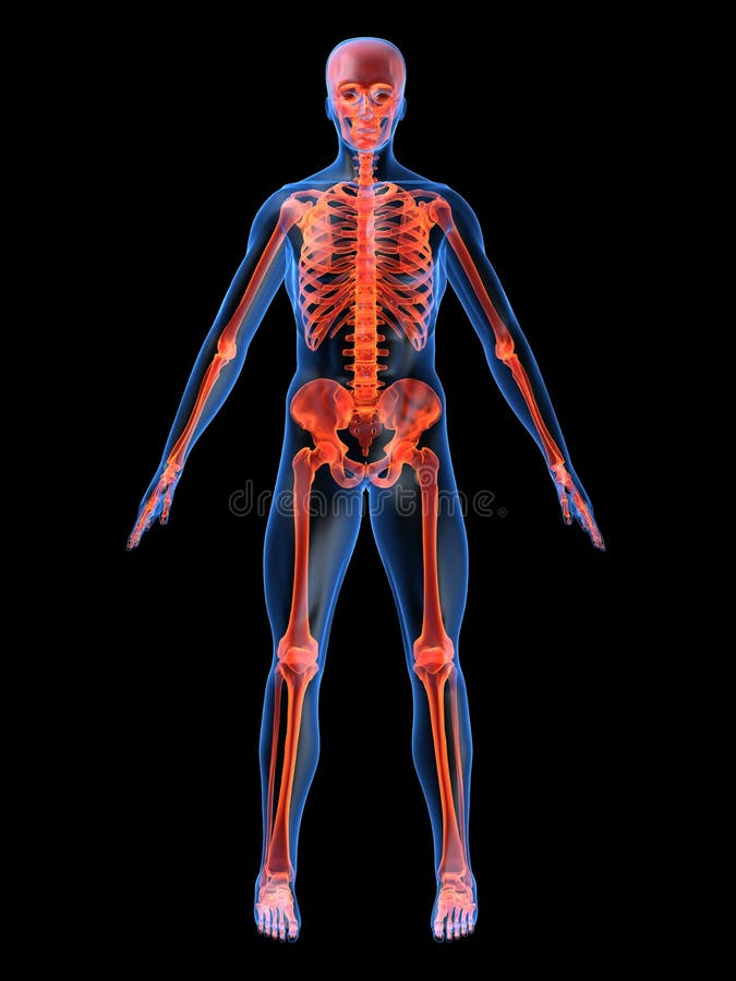 Human skeleton stock illustration. Illustration of science - 2798478