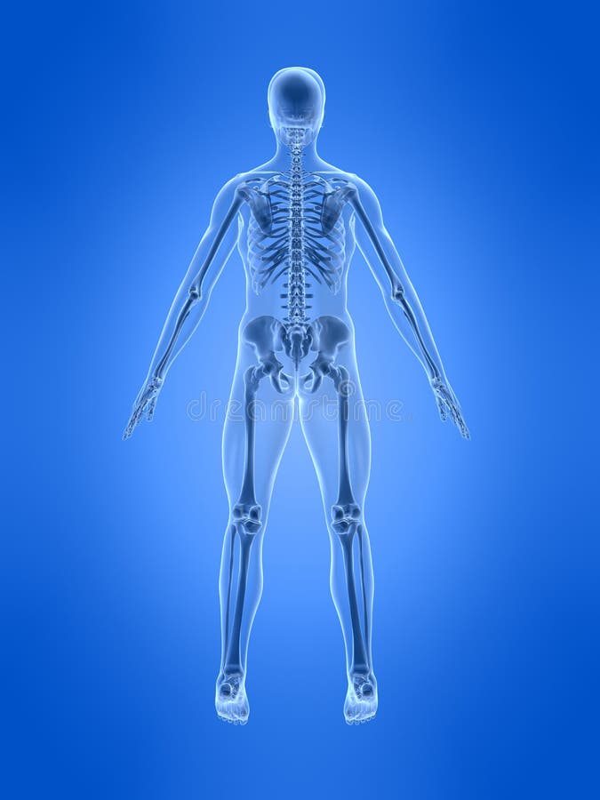 Human skeleton stock illustration. Illustration of spinal - 4418178