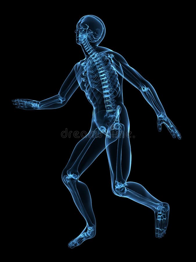 Human skeleton stock illustration. Illustration of xray - 5970716