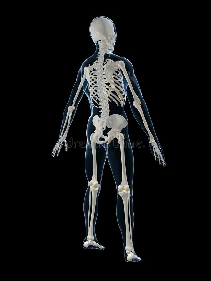 Side Back View of Foot Skeleton Stock Image - Image of ankle, structure ...