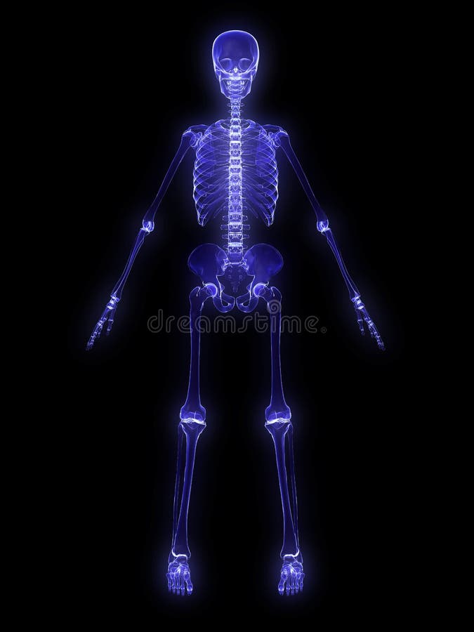 Human Female Anatomy Body Muscles Skeleton And