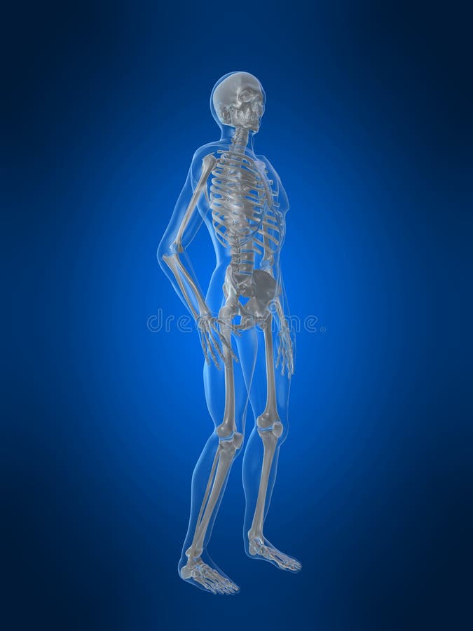 Skeleton Side View (Back Bone) Stock Illustration - Illustration of ...